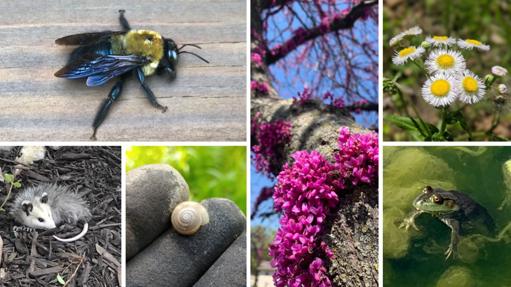 The Kansas City Nature Challenge 2021 - Beacon: Kansas City