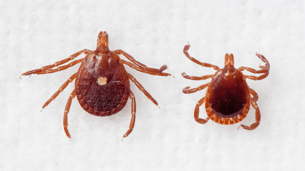 Research study asks people in Missouri to mail live ticks - Beacon ...