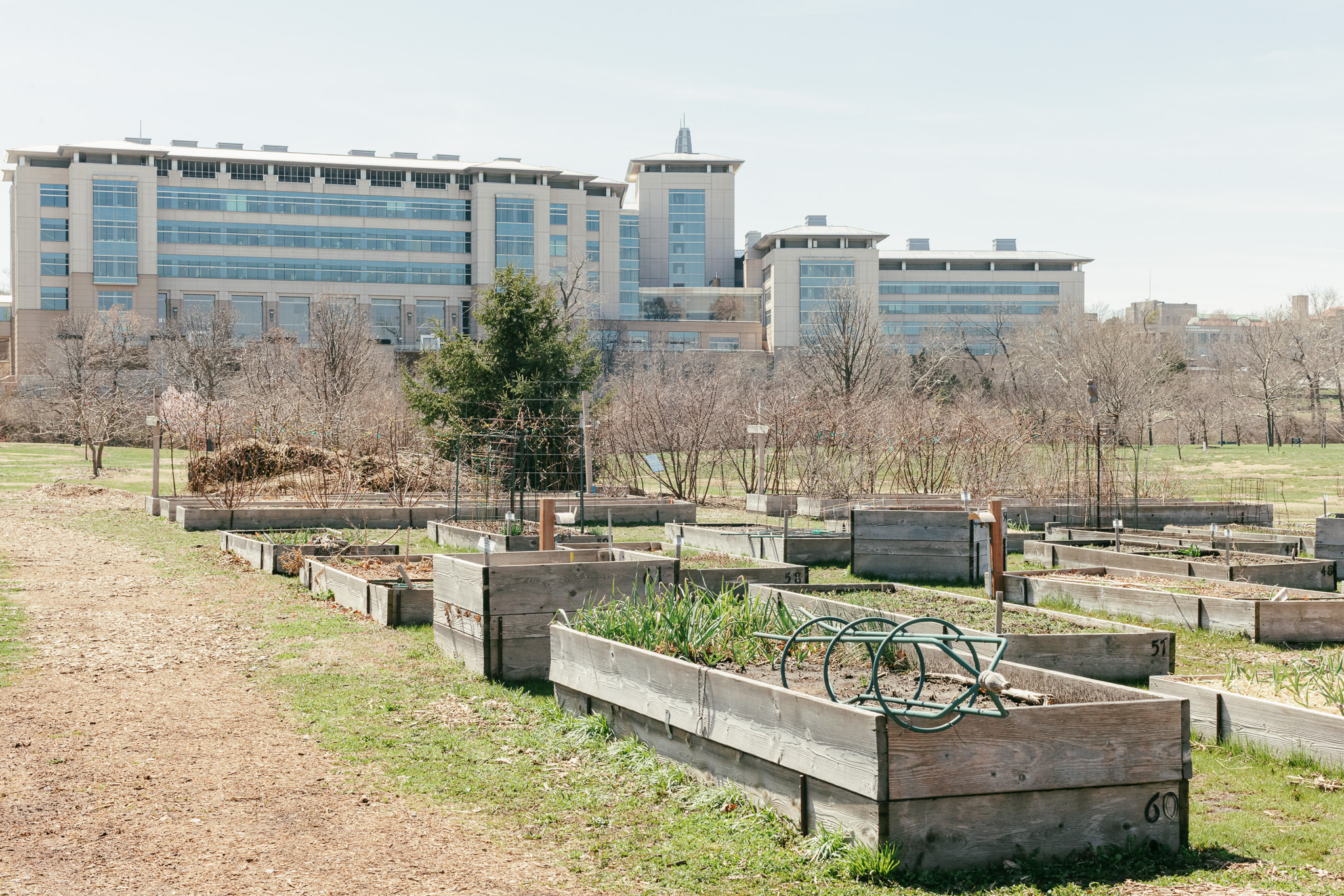 How KC’s Giving Grove fights blight with orchards and gardens