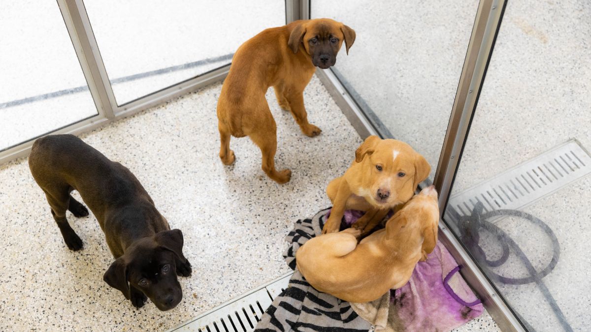 What do you do with a pet you can’t keep in KC? - Beacon: Kansas City