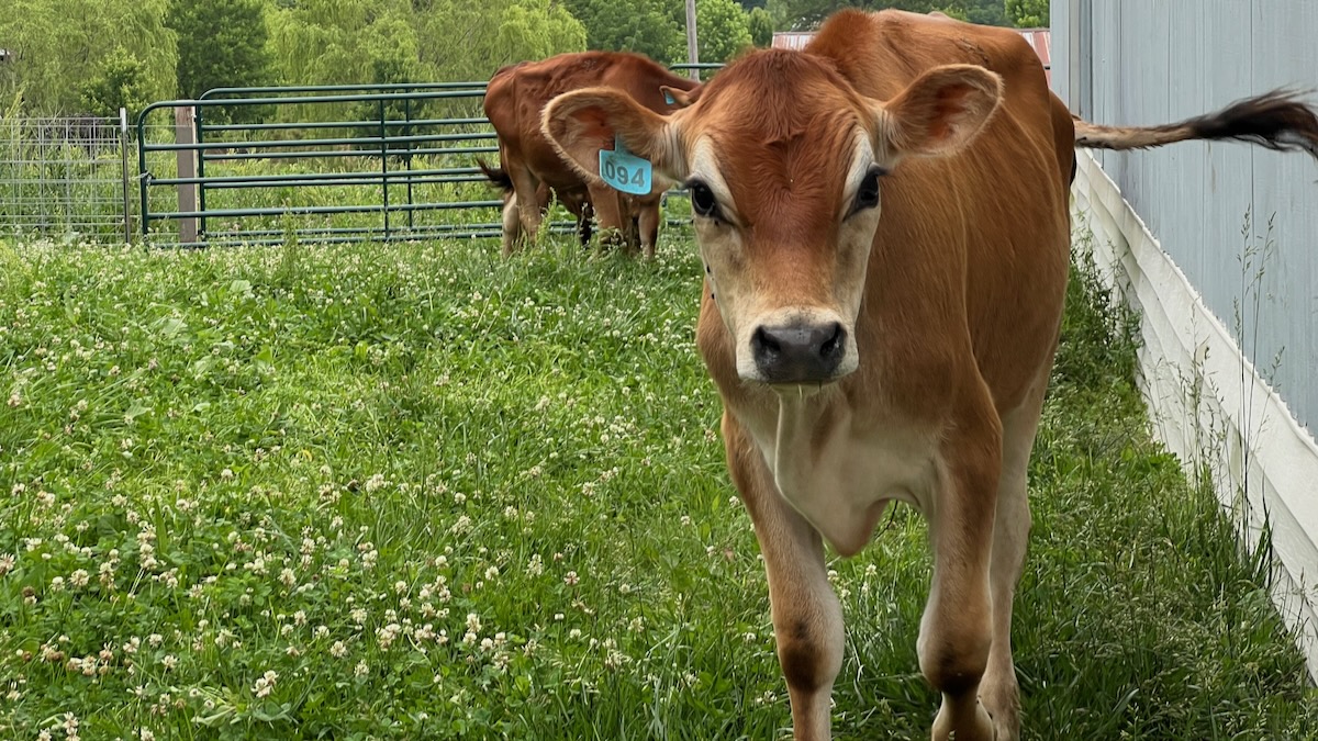 Bird flu made it to Kansas. What you need to know