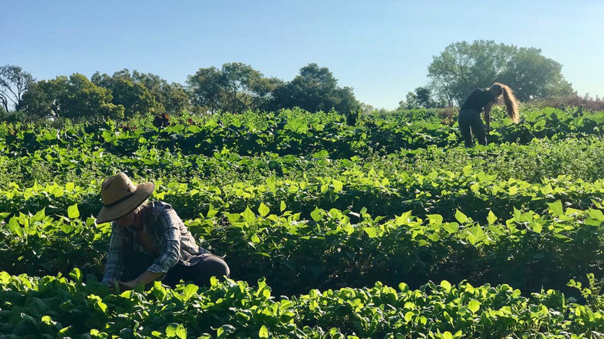 Kansas City Council’s vote on Urbavore Urban Farm’s future - Beacon ...